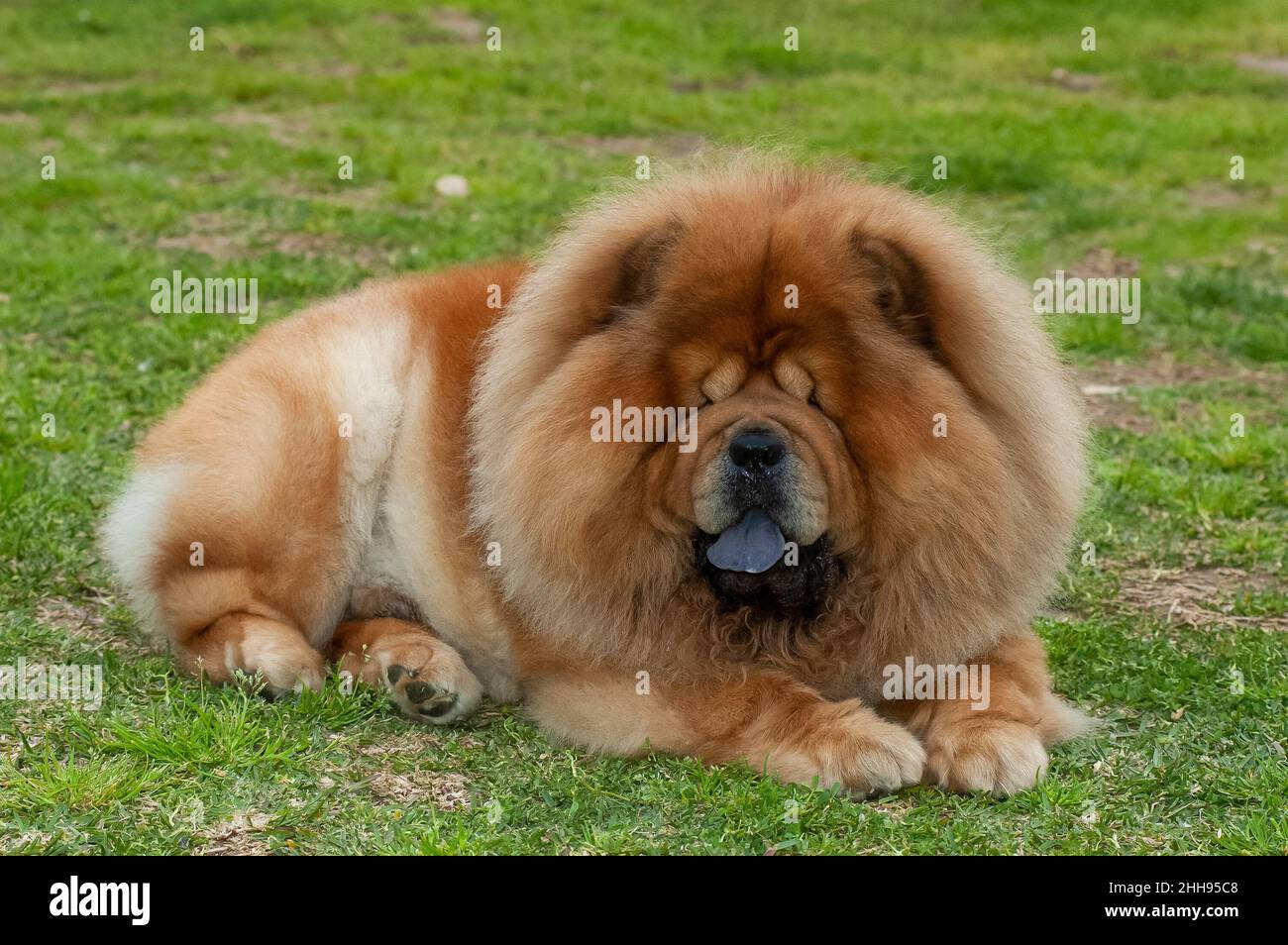 Chow chow purebred dog brown color lying on the grass Stock Photo - Alamy