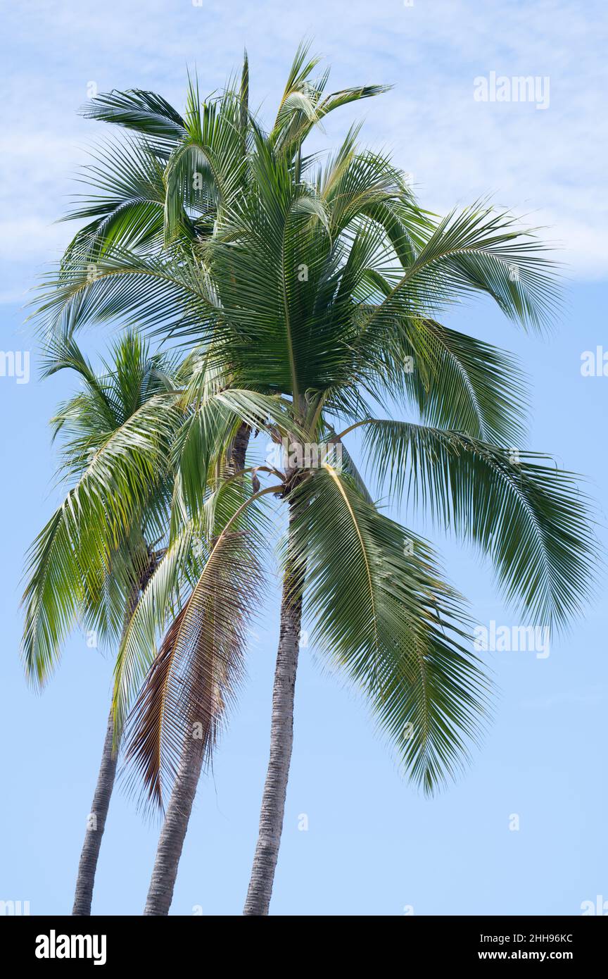 Coco palms hi-res stock photography and images - Alamy