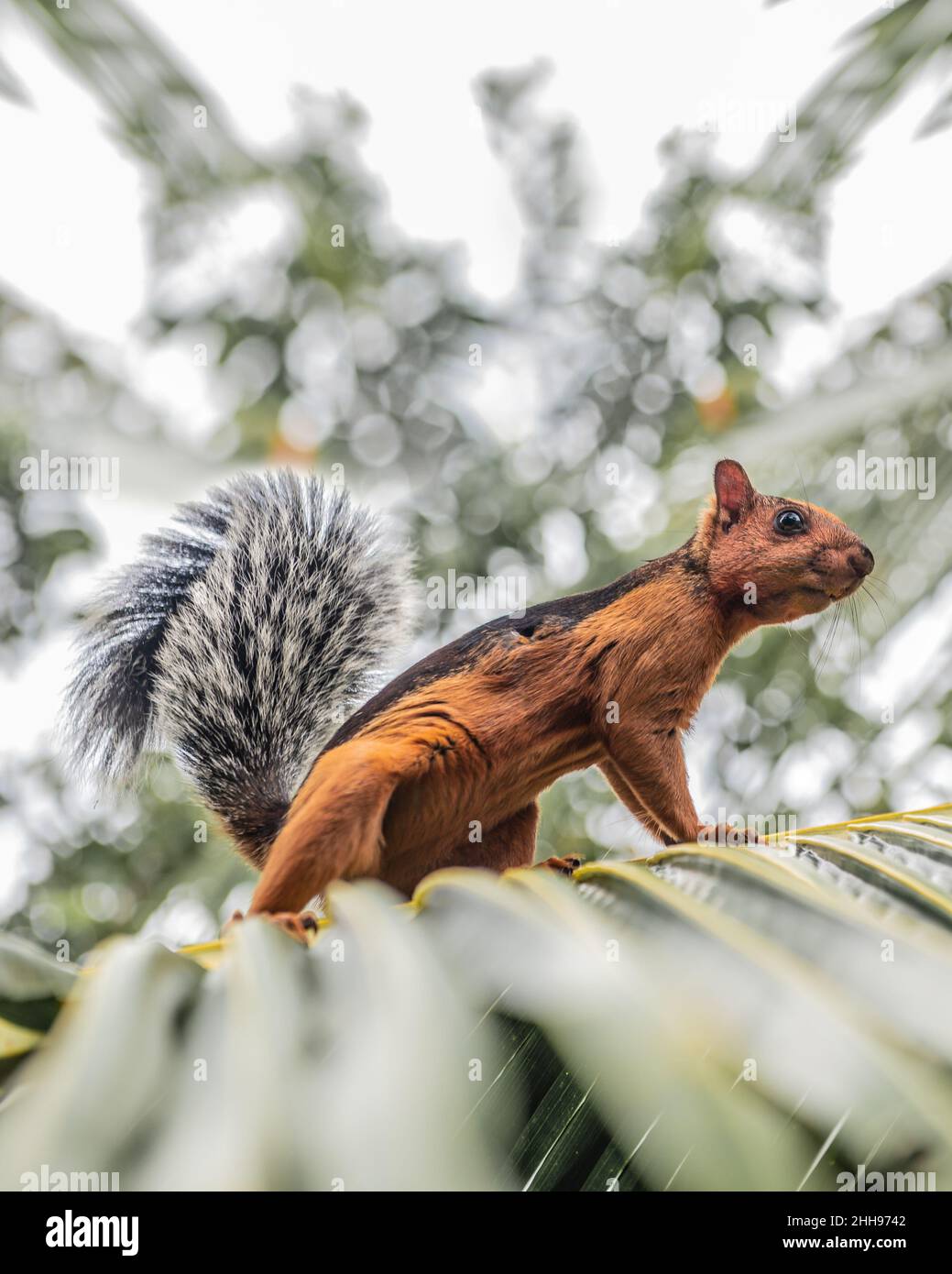 Big red squirrel in Costa Rica Stock Photo - Alamy