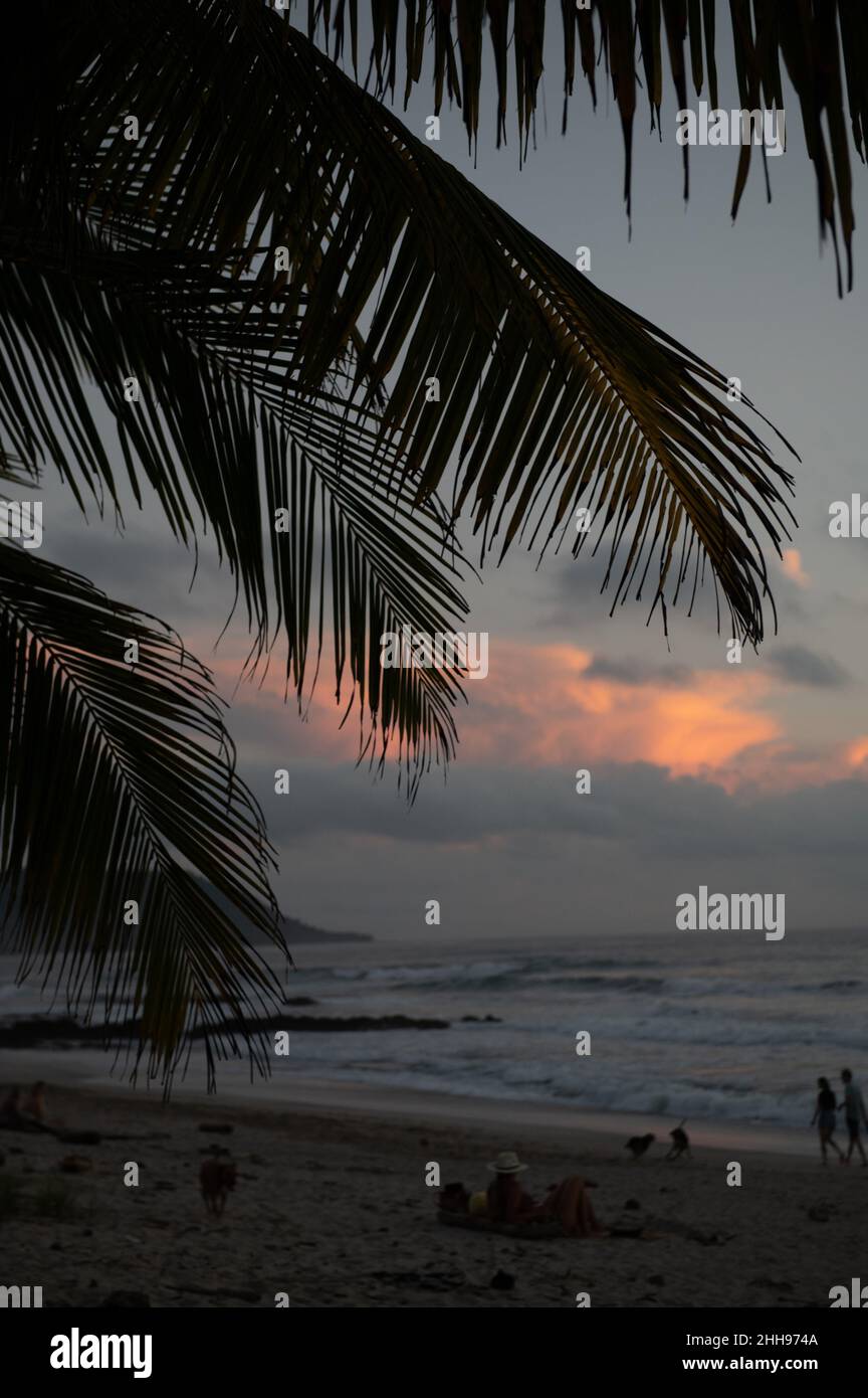 Palms & Sunset in Costa Rica Stock Photo - Alamy