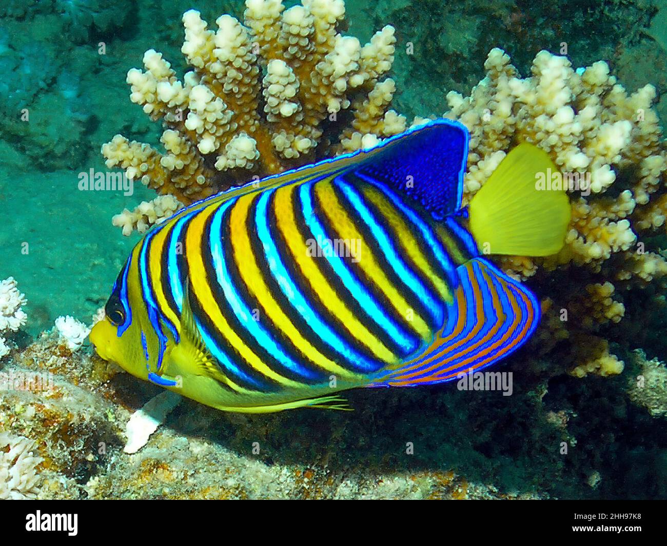 A lone Regal Angelfish (Pygoplites diacanthus) in the Red Sea Stock ...