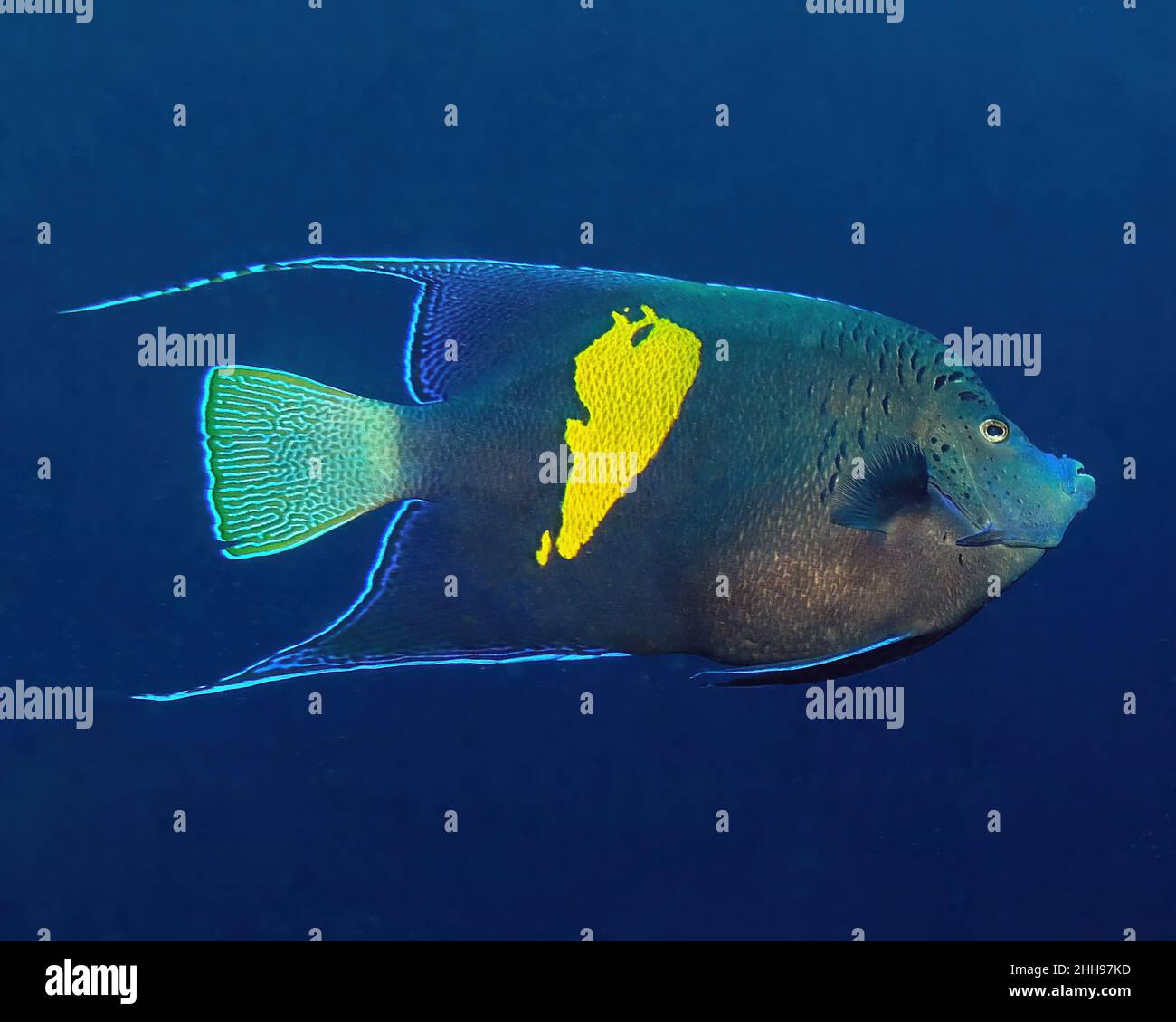 A Yellowbar Angelfish (Pomacanthus maculosus) in the Red Sea, Egypt ...