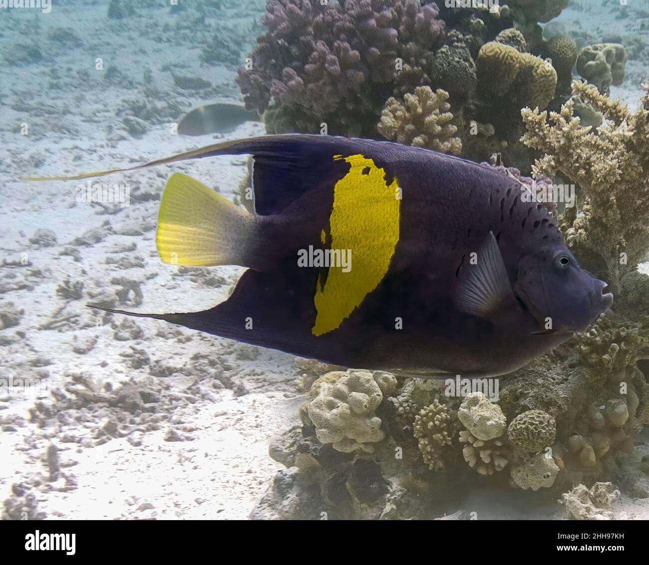 A Yellowbar Angelfish (Pomacanthus maculosus) in the Red Sea, Egypt ...