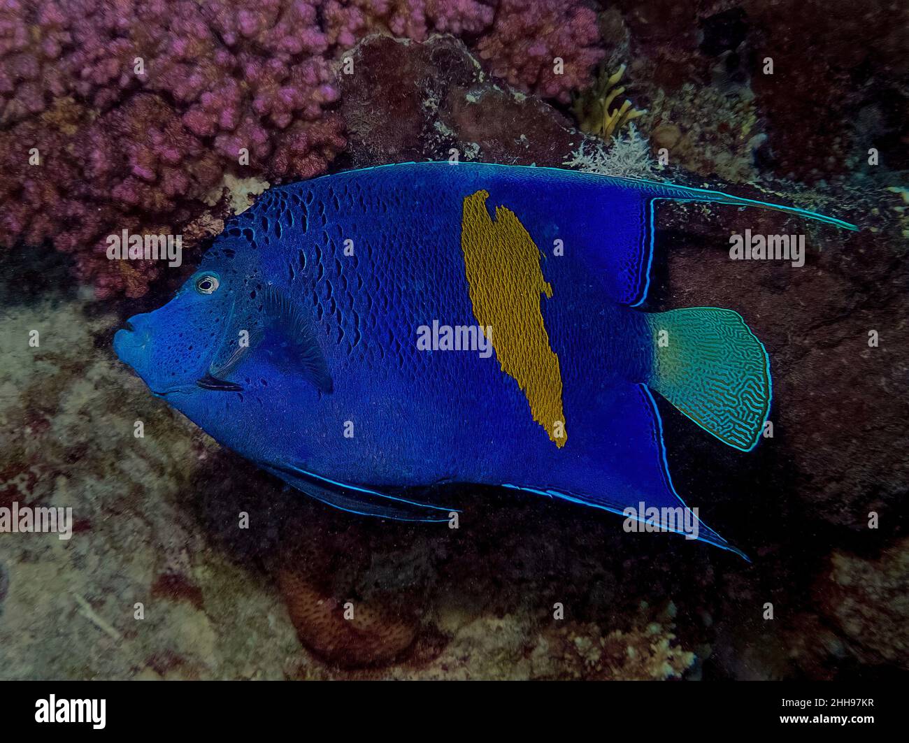 A Yellowbar Angelfish (Pomacanthus maculosus) in the Red Sea, Egypt ...