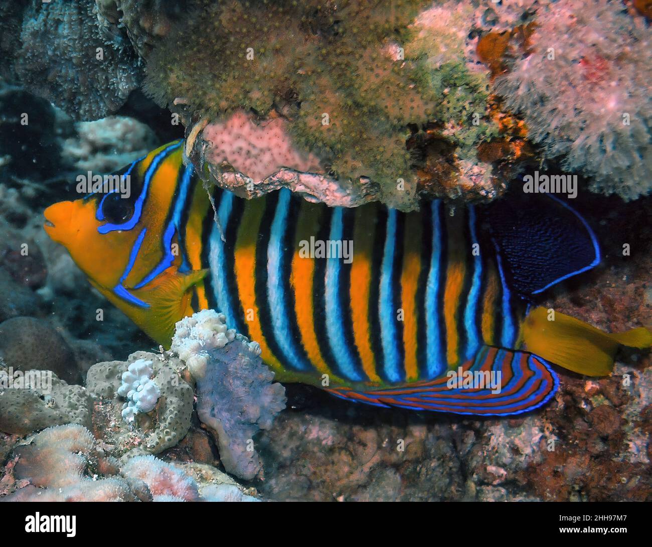 A lone Regal Angelfish (Pygoplites diacanthus) in the Red Sea Stock ...