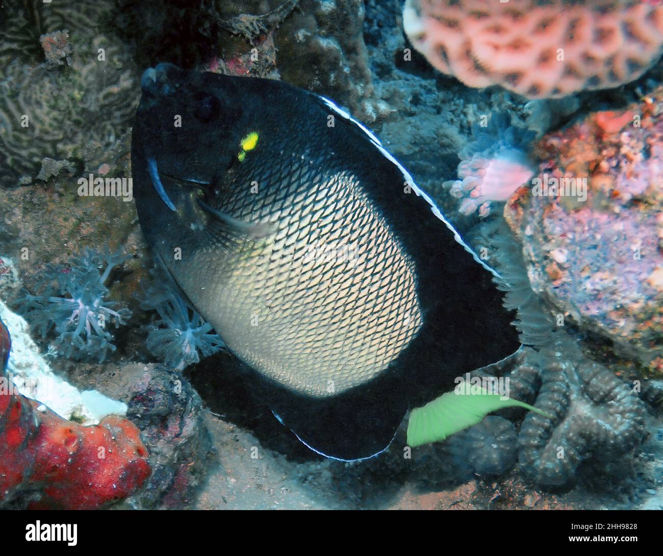 An Yellow-ear Angelfish (Apolemichthys xanthotis) in the Red Sea, Egypt ...