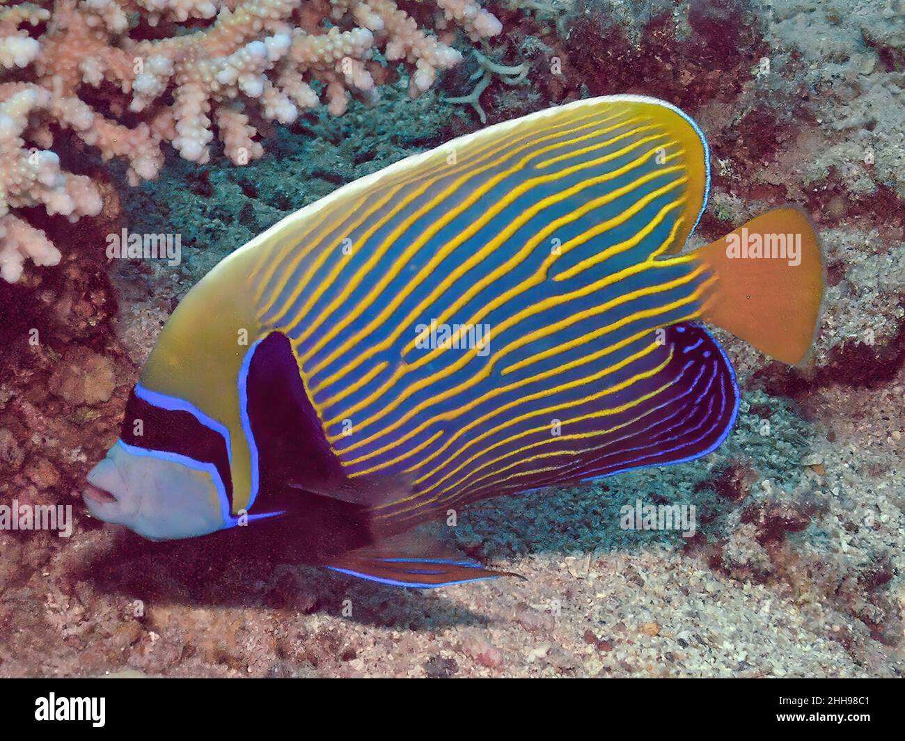 An Emperor Angelfish (Pomacanthus imperator) in the Red Sea, Egypt ...