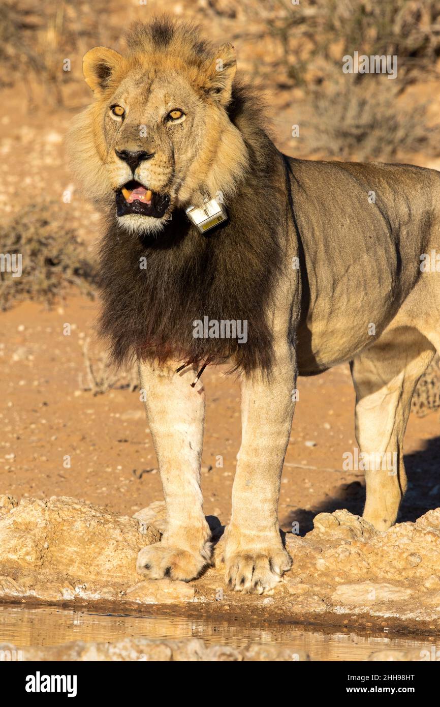 Collared Research Lion in the Kgalagadi Stock Photo - Alamy