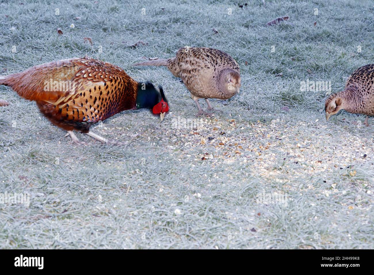 drei Fasane (Phasianus colchicus) an einer Futterstelle im Garten Stock ...