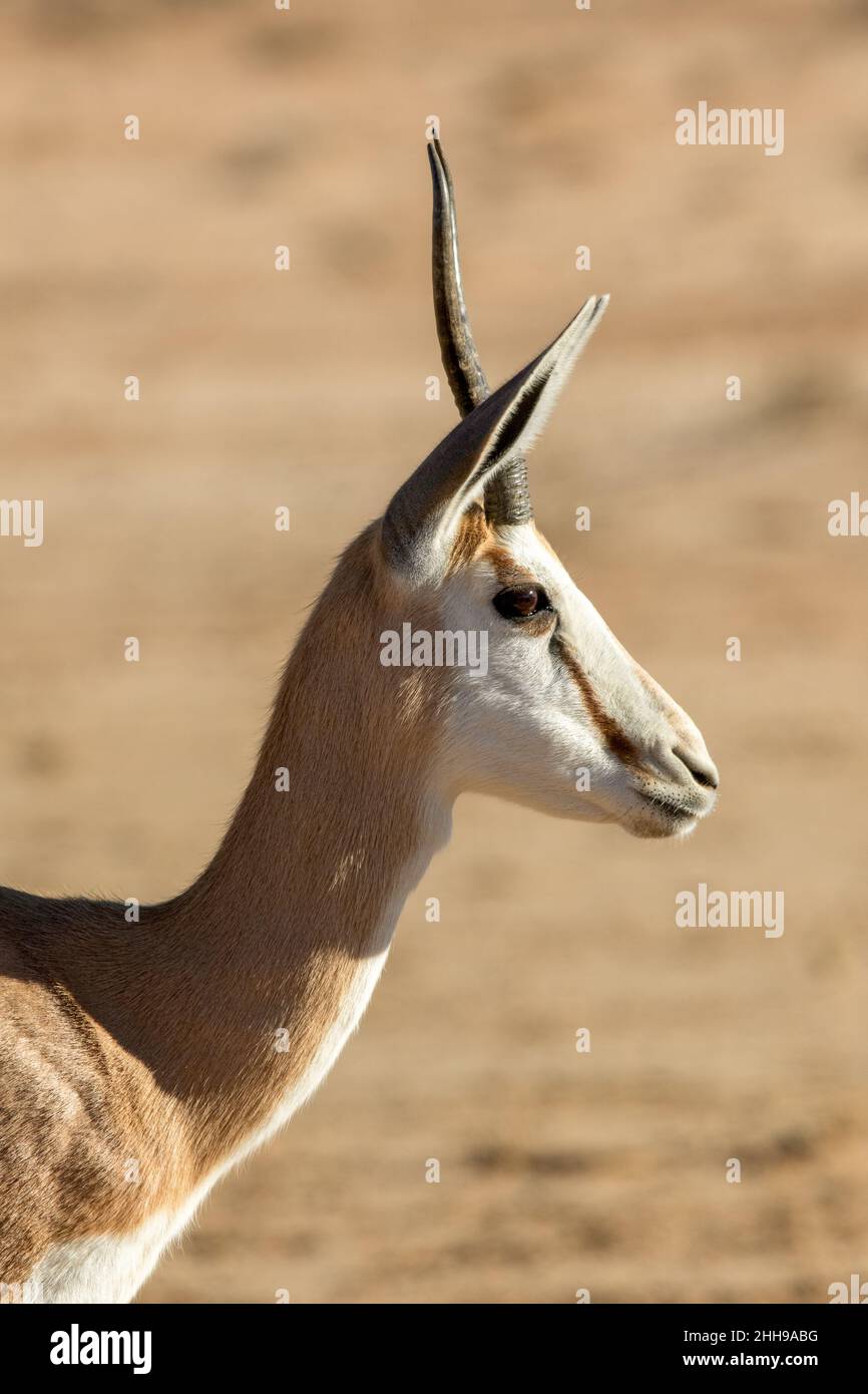 Springbok in the Kgalagadi Stock Photo - Alamy