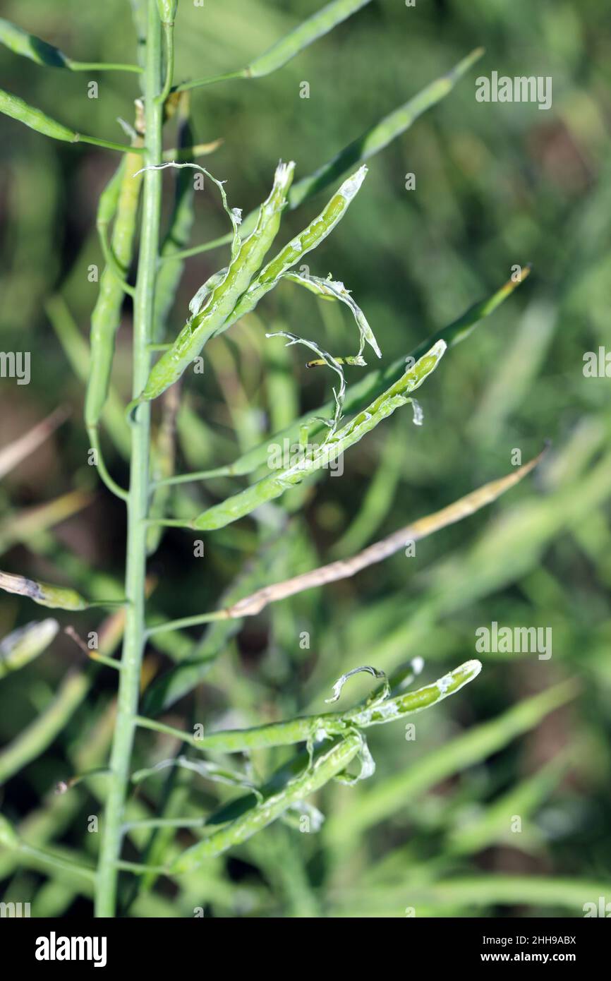 Rapeseed pods damaged by birds in the field Stock Photo - Alamy