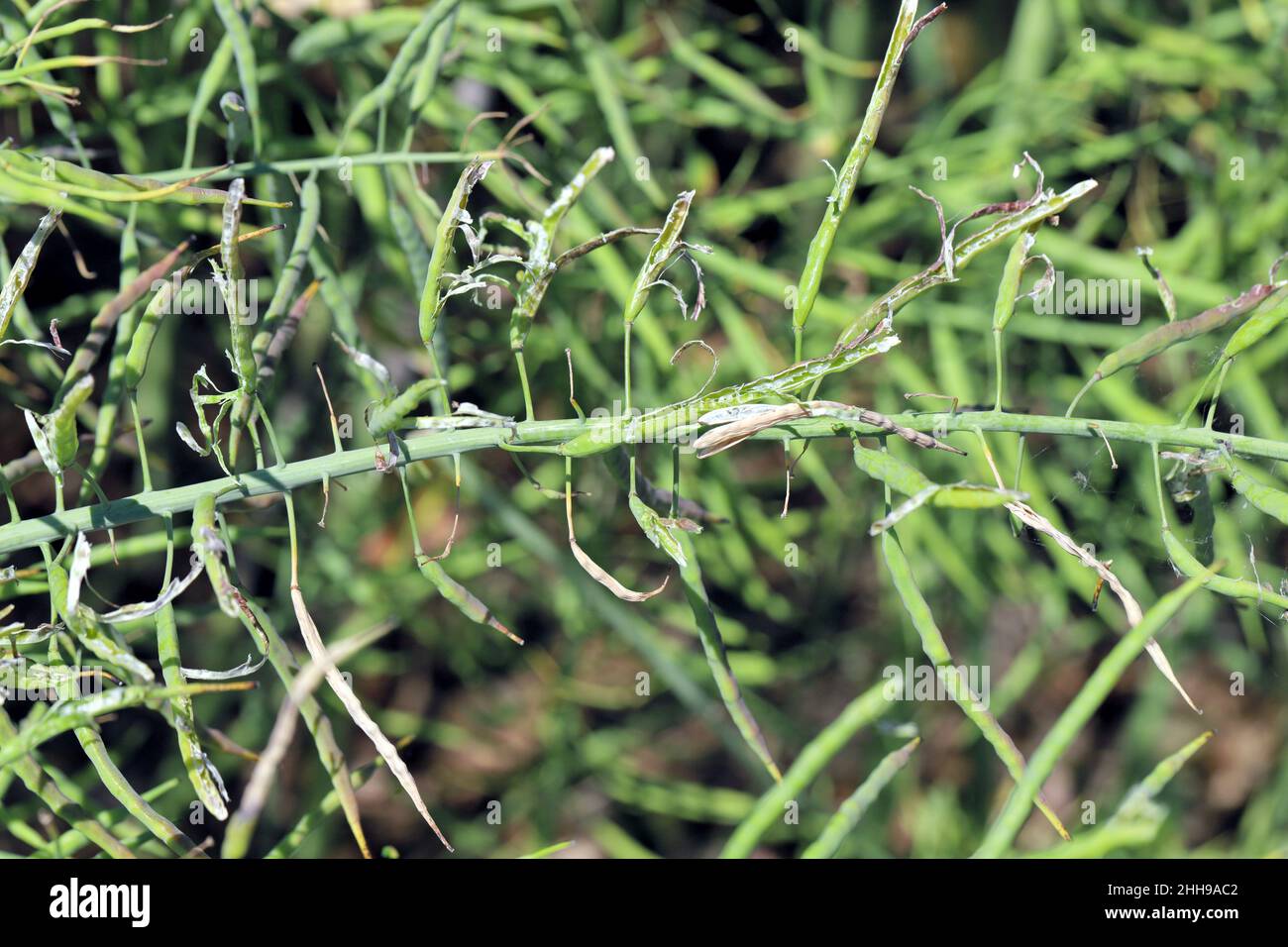 Rapeseed pods damaged by birds in the field Stock Photo - Alamy