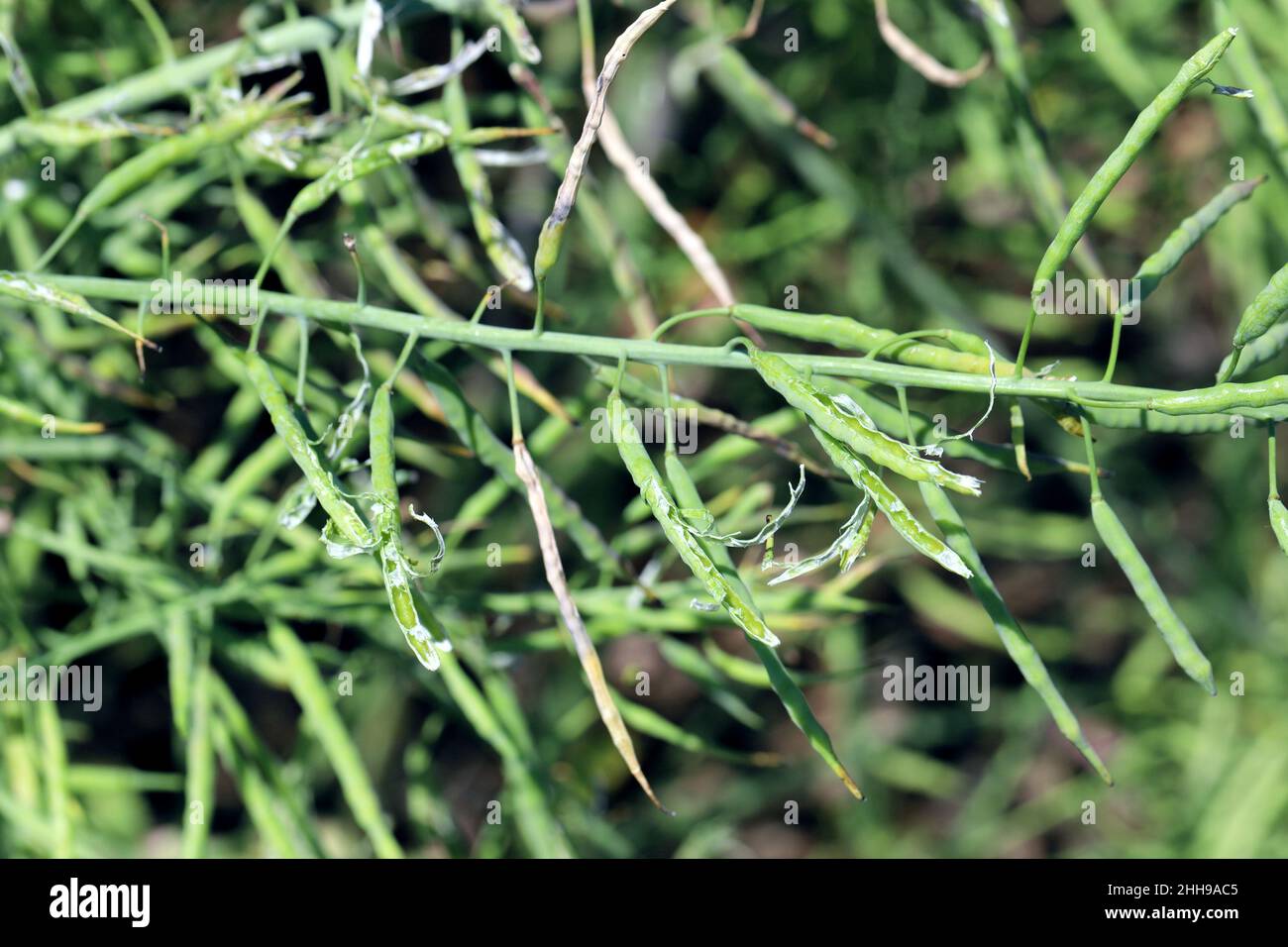Damaged crops birds hi-res stock photography and images - Alamy