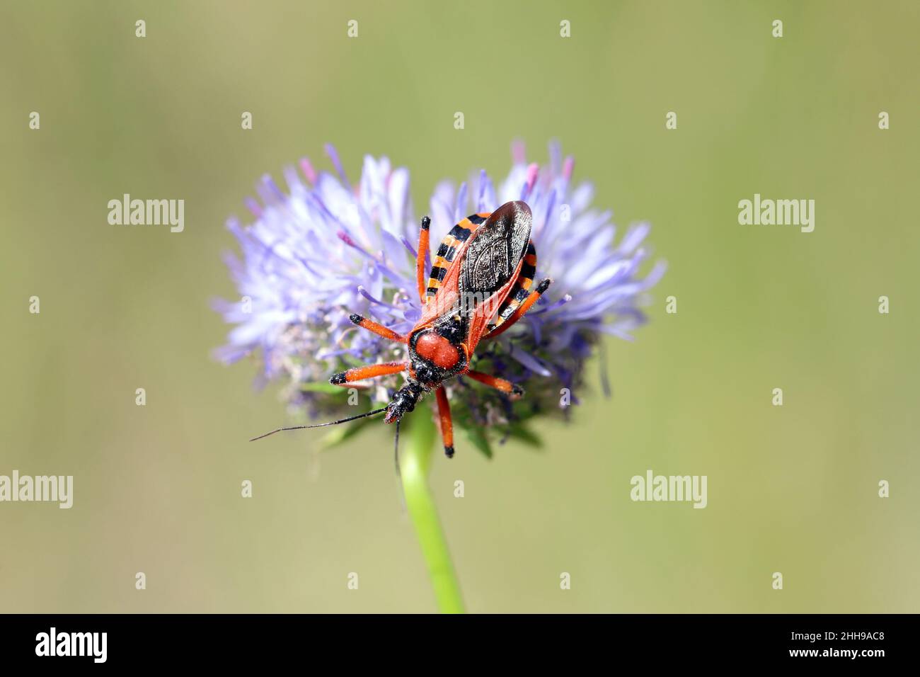 An adult red black assassin and thread-legged bug (Rhynocoris iracundus ...