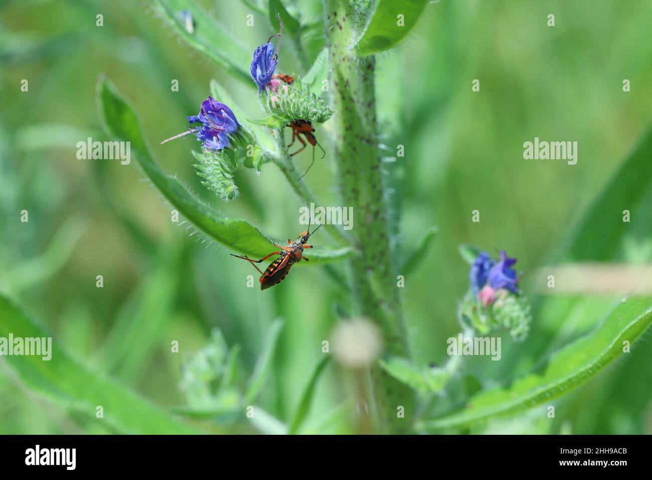 An adult red black assassin and thread-legged bug (Rhynocoris iracundus ...
