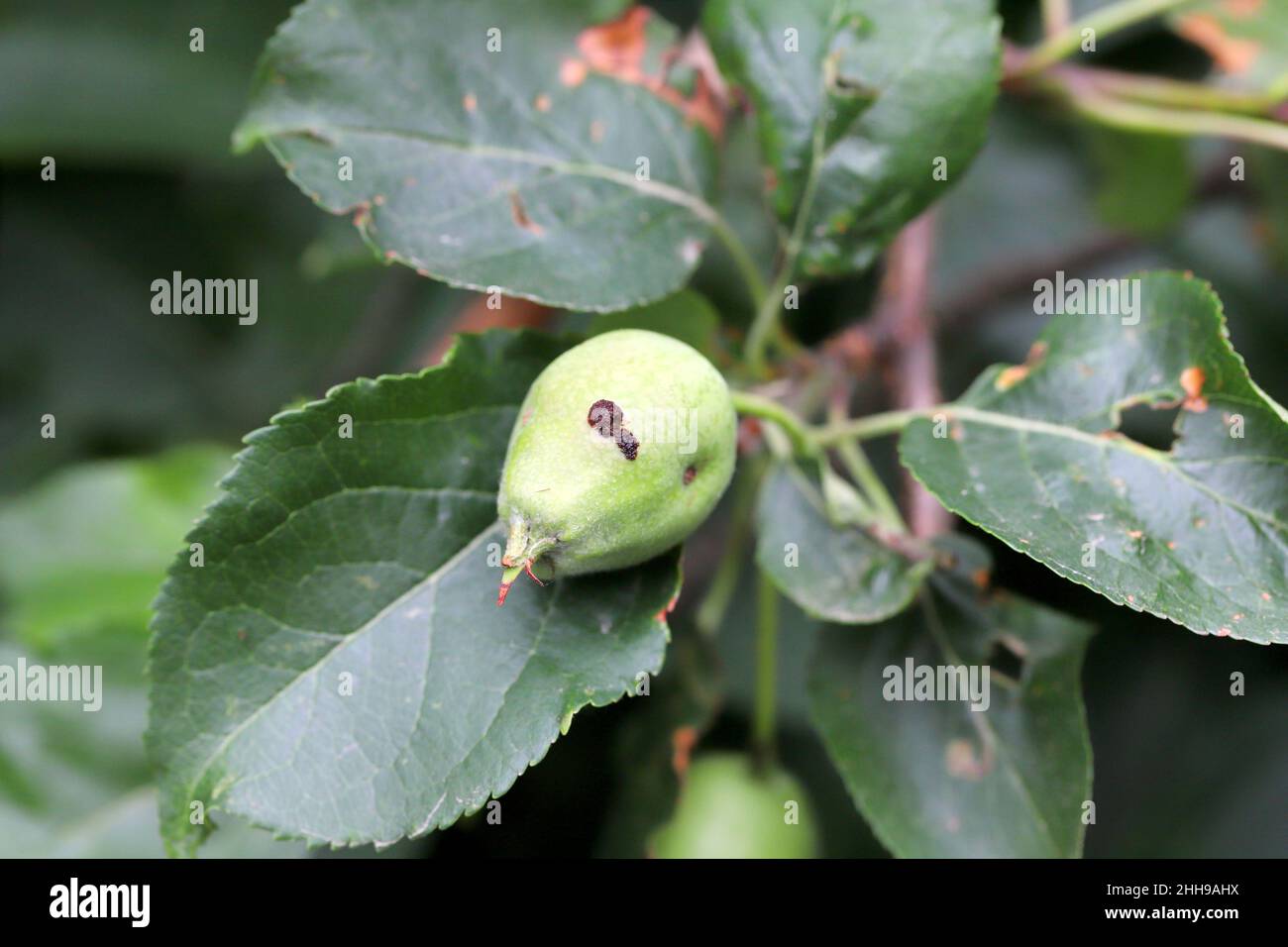 Apple fruit damaged by caterpillar of codling moth - Cydia pomonella ...