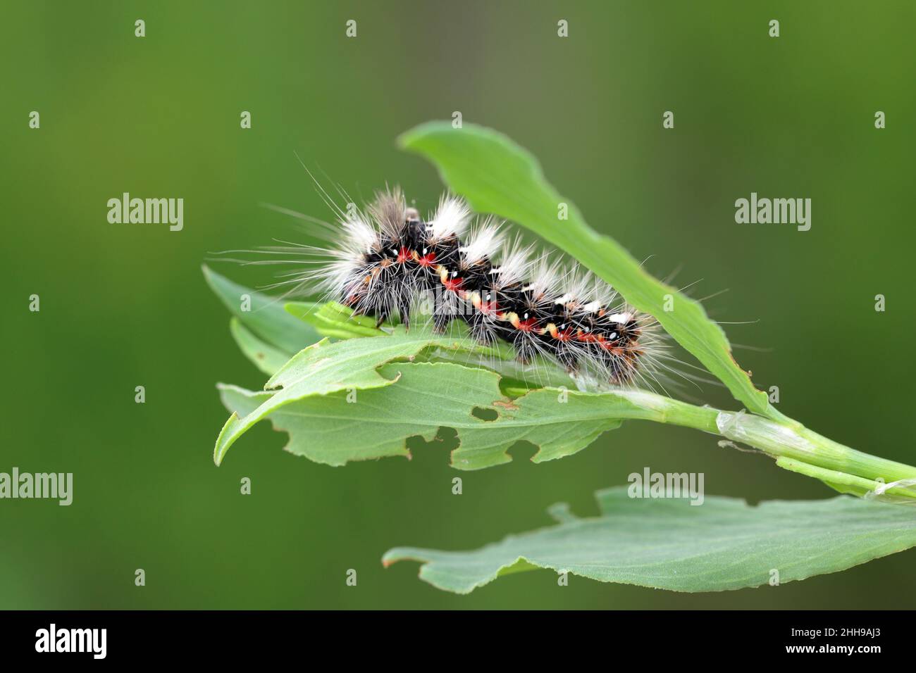 Caterpillar of Acronicta rumicis the knot grass from Noctuidae family ...