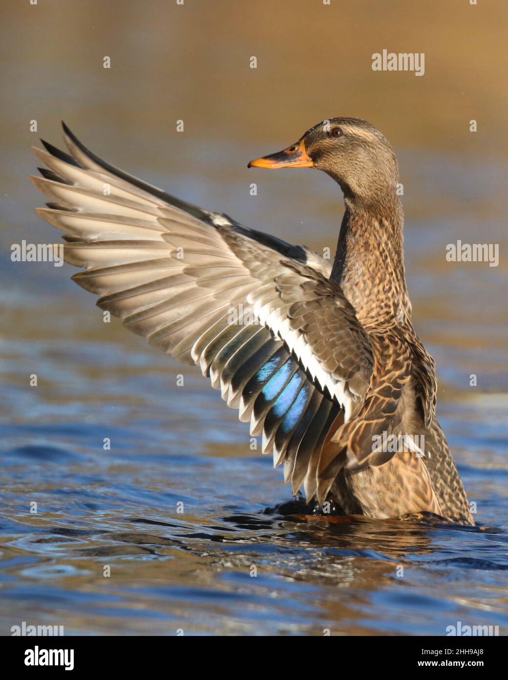 Hen mallard duck Anas platyrhynchos flapping wings to shake off water ...