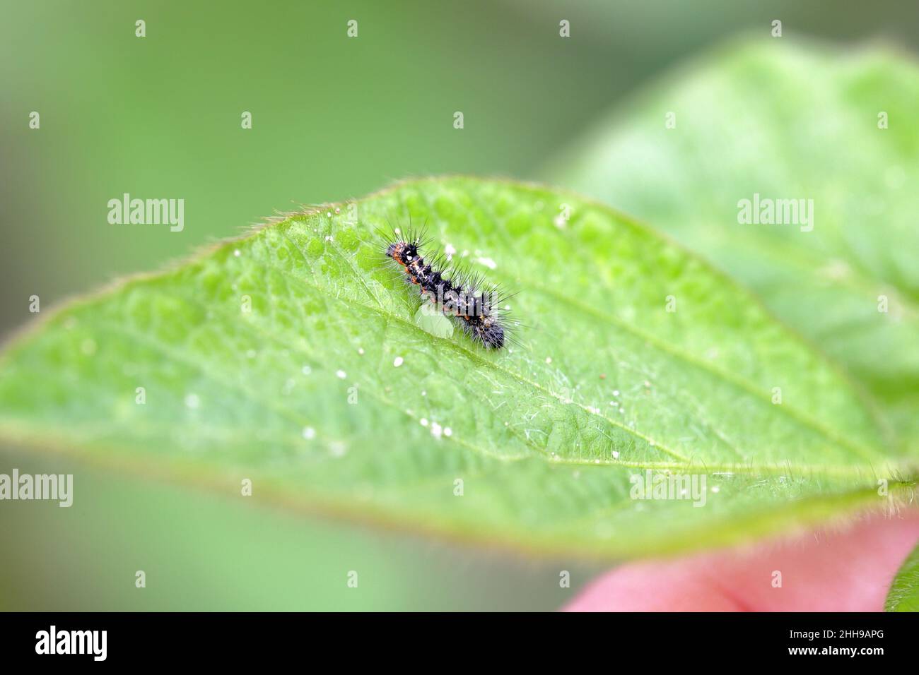 Caterpillar of Acronicta rumicis the knot grass from Noctuidae family ...