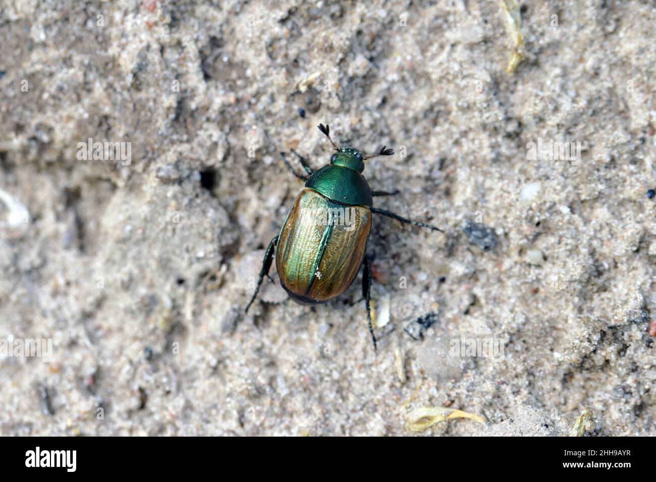 Closeup on Dune chafer beetle - Anomala dubia Stock Photo - Alamy