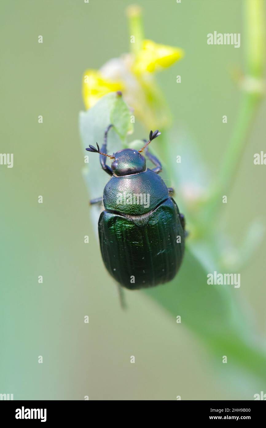 Closeup on Dune chafer beetle - Anomala dubia on the plant stalk Stock ...