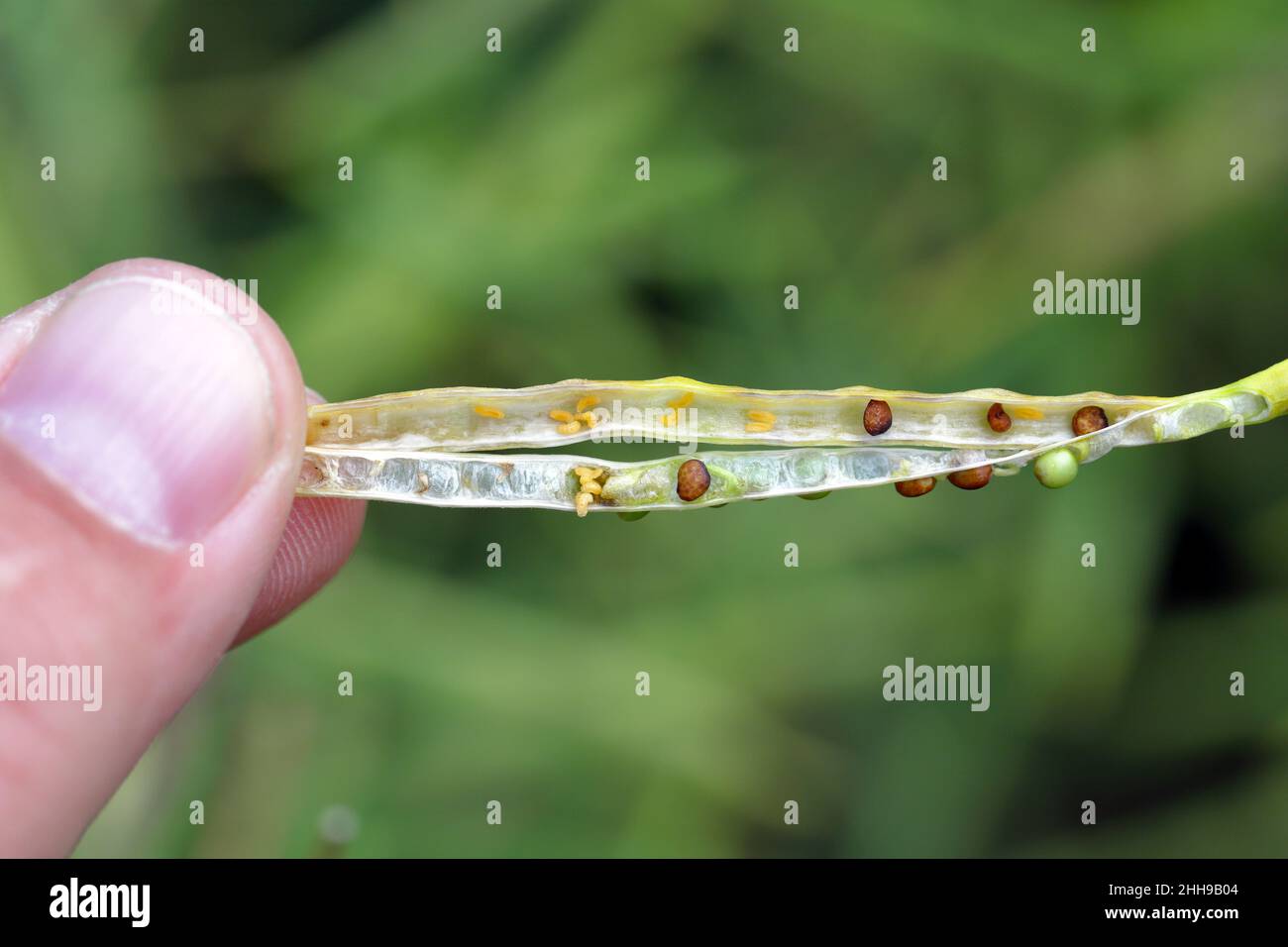 Bladder pod midge Dasineura brassicae (formerly Dasyneura) larvae in ...