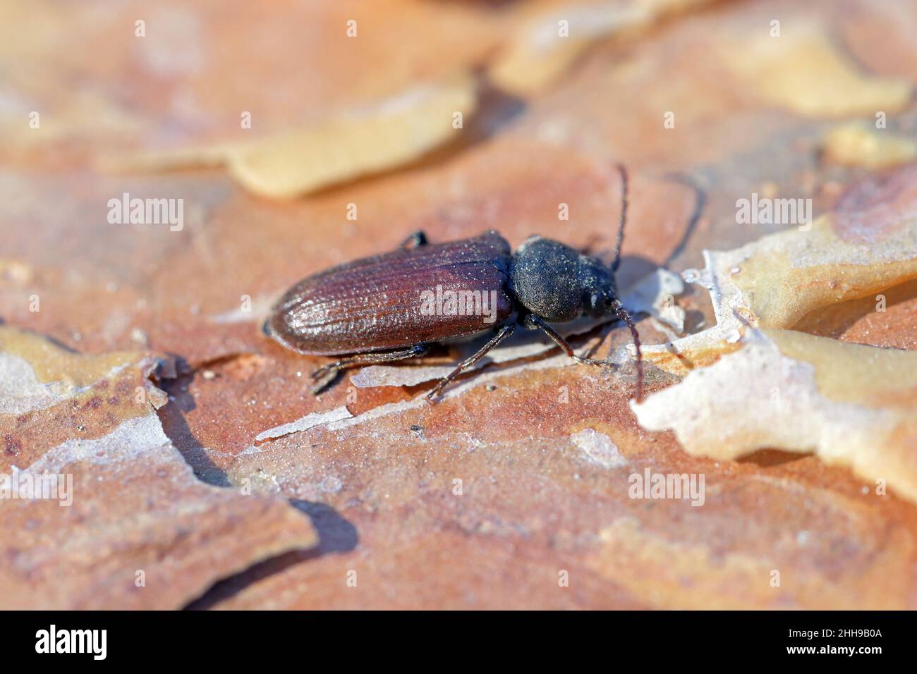 Borer beetle hi-res stock photography and images - Alamy