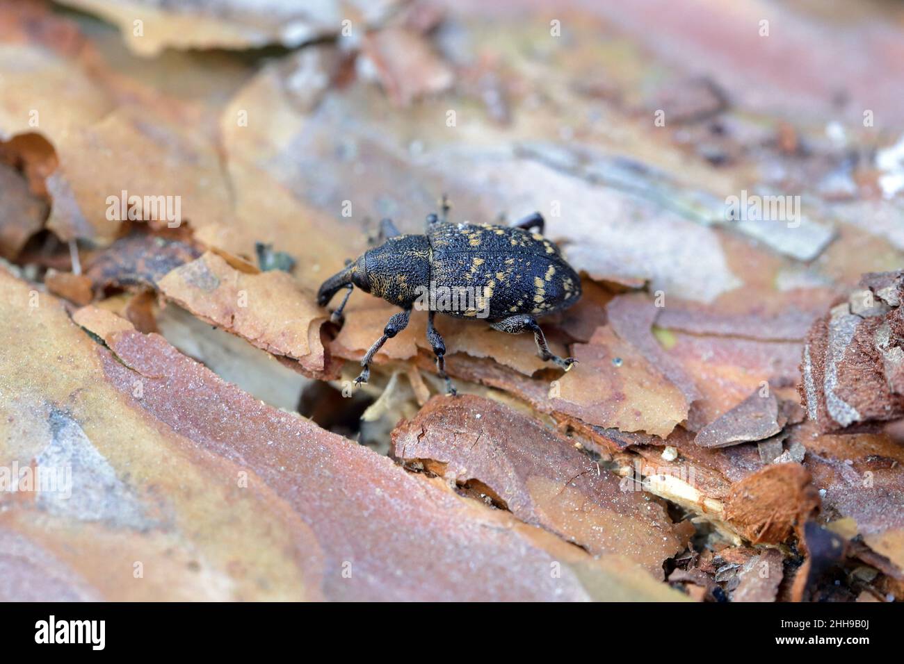 Snout beetle hi-res stock photography and images - Alamy
