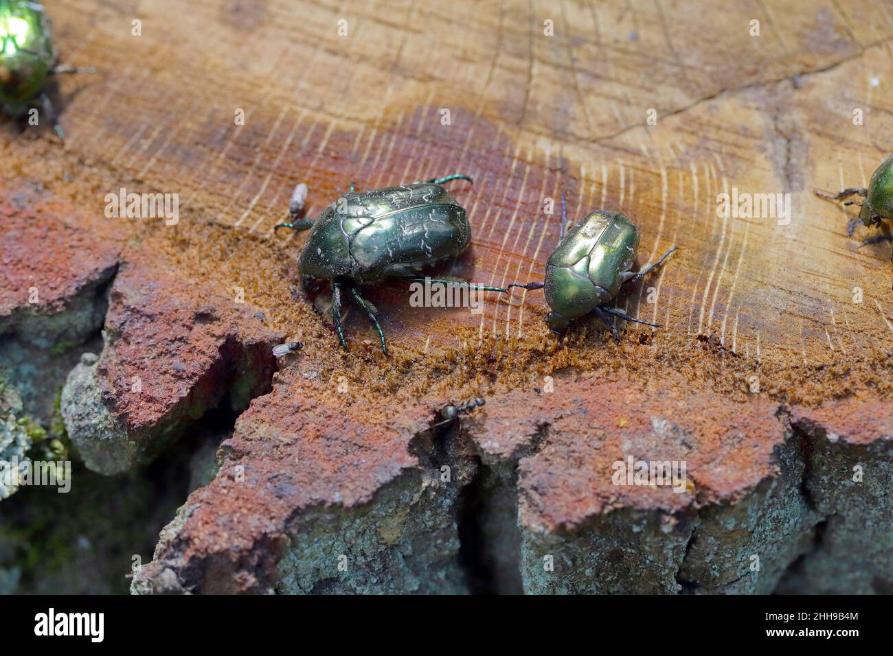 Insect bug protaetia beetle hi-res stock photography and images - Alamy
