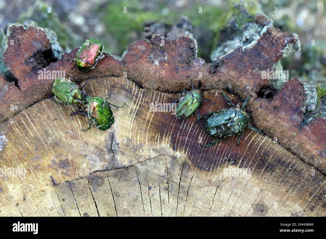 Insect bug protaetia beetle hi-res stock photography and images - Alamy