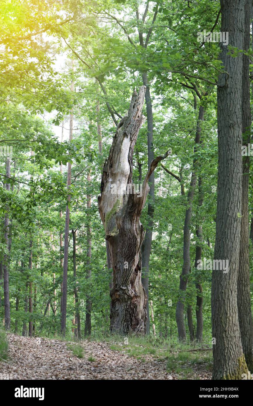 An old, dead tree in the forest among the young trees Stock Photo - Alamy