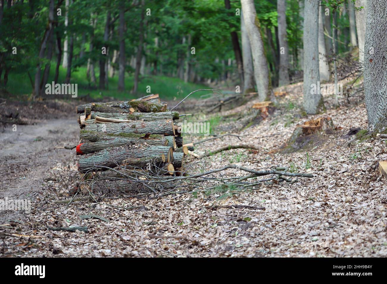 Tree logs in forest after clearing of plantation in forest. Raw timber ...