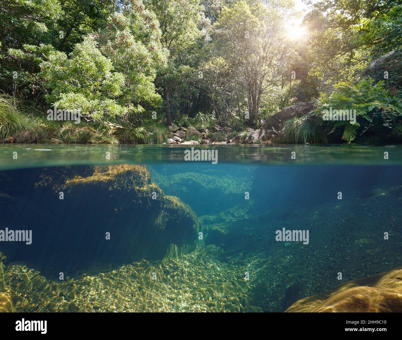 River over and under water surface with green vegetation, split level ...