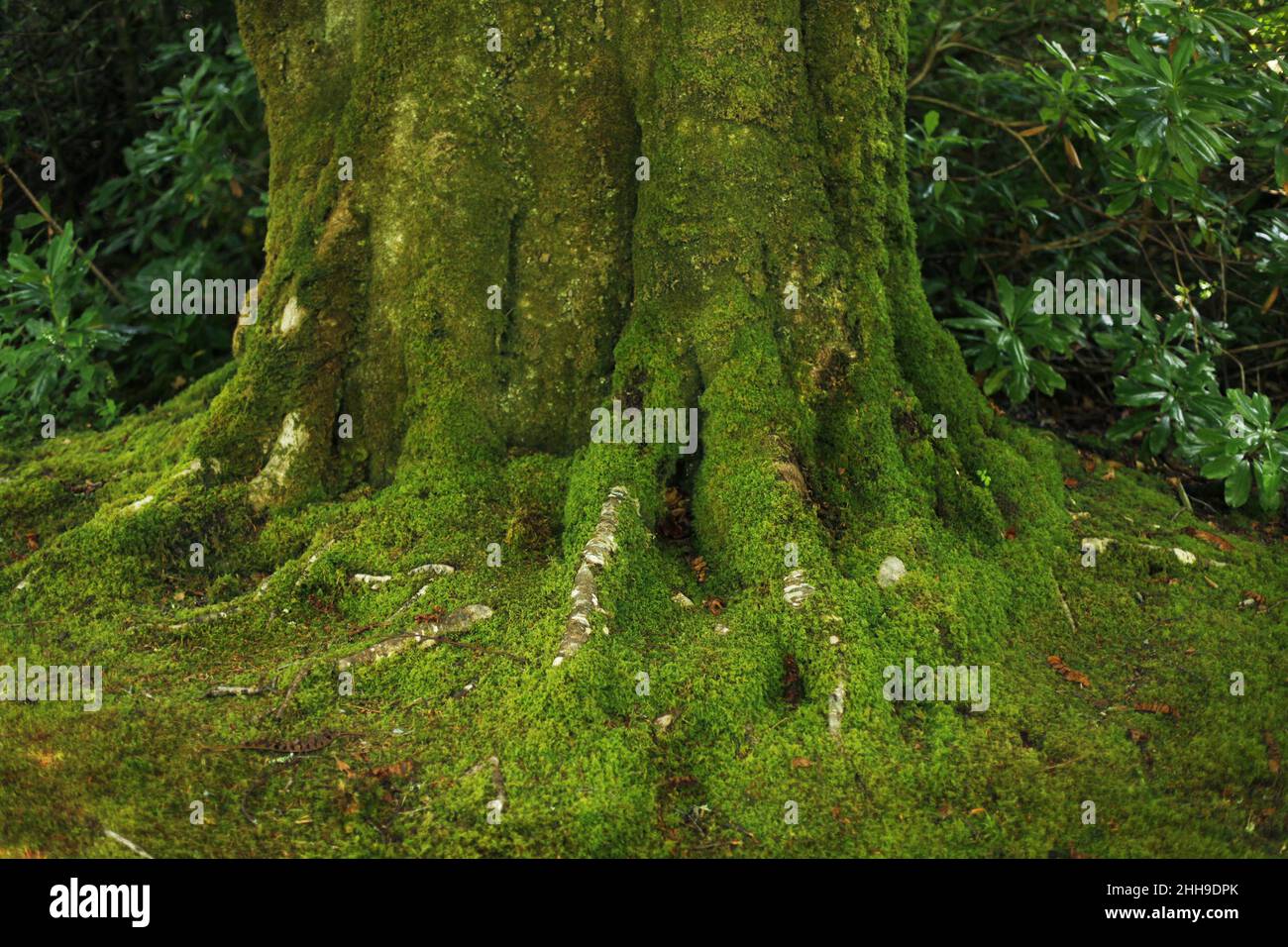 Irish tree roots hi-res stock photography and images - Alamy