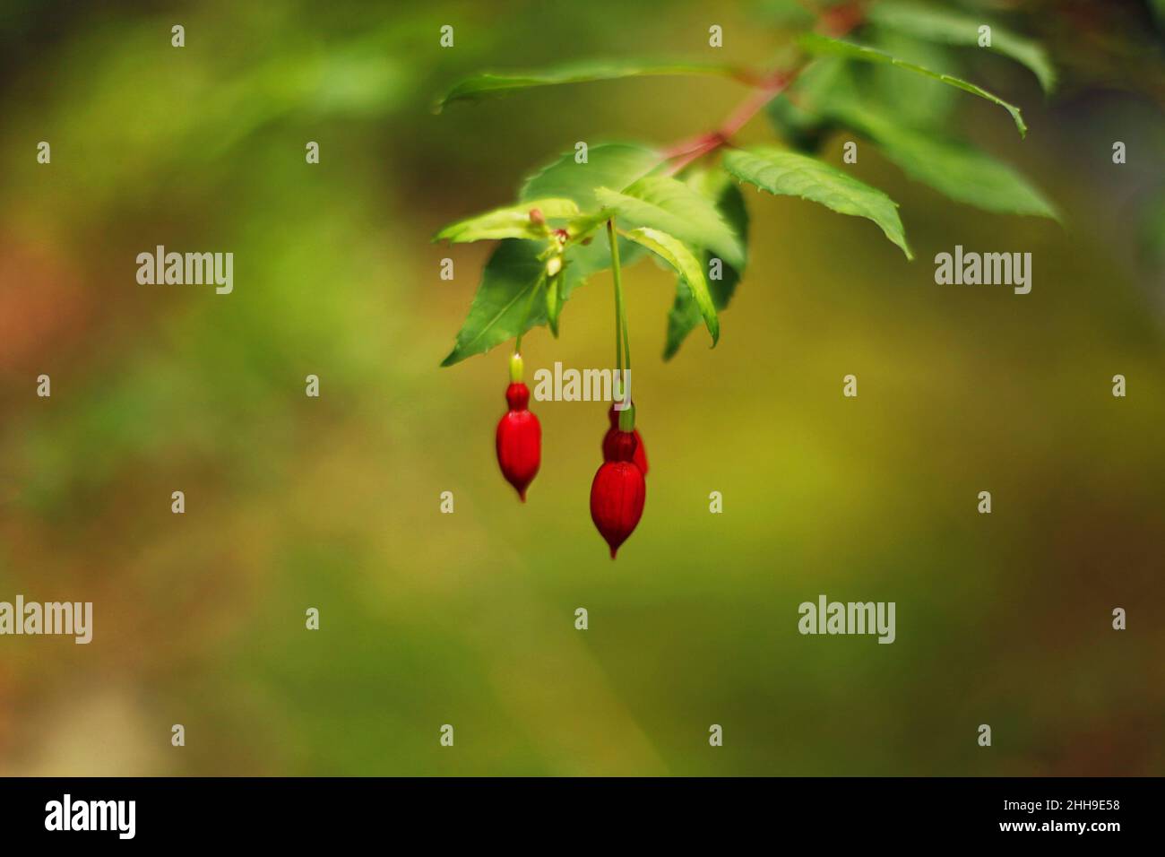 Natural beauty: red and green Stock Photo - Alamy