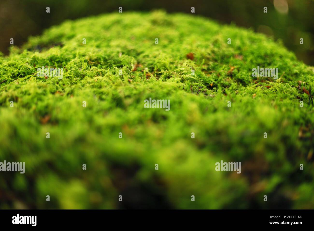 The fascinating beauty of moss Stock Photo - Alamy