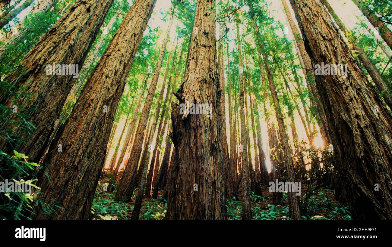 Muir Woods redwood trees Stock Photo - Alamy