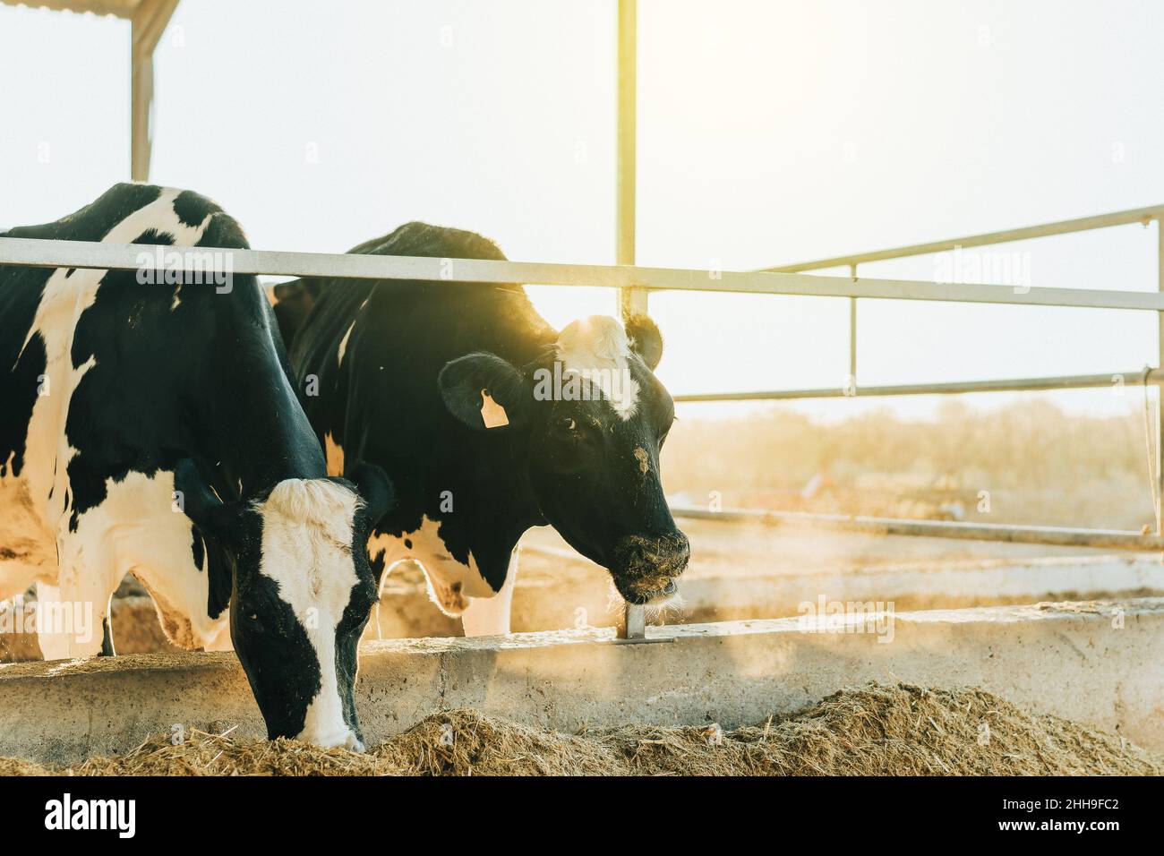 a couple of cows eating at dawn Stock Photo - Alamy