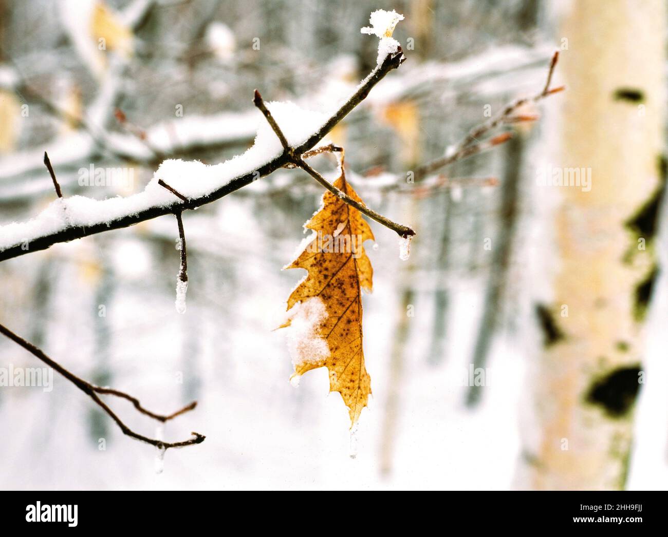 Oak tree in snow storm hi-res stock photography and images - Alamy