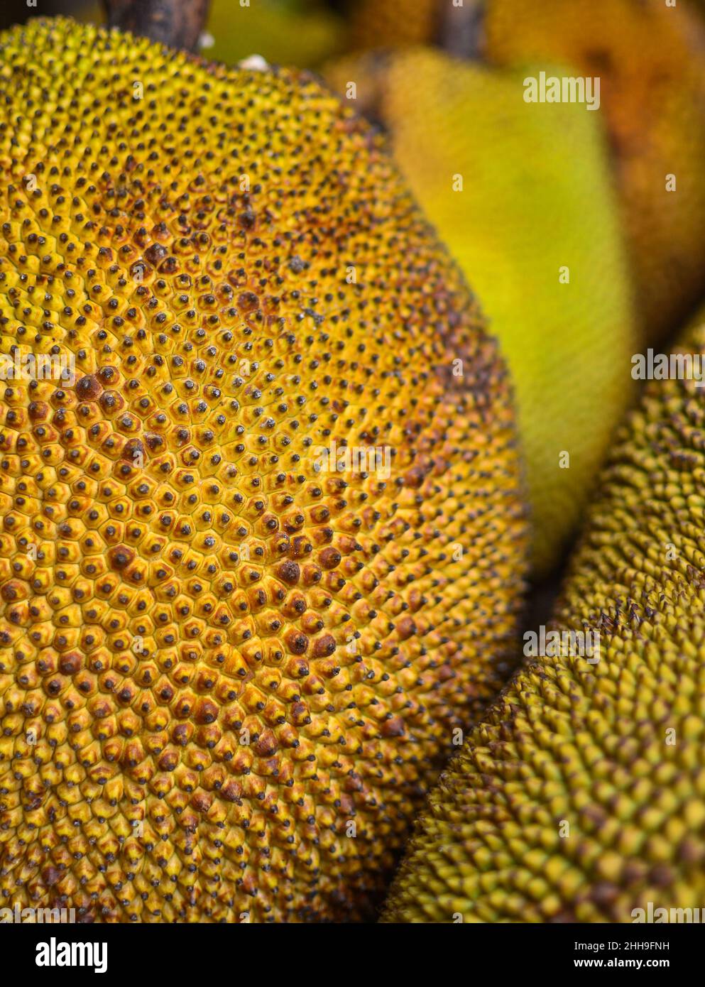 Jack fruit closeup hi-res stock photography and images - Alamy