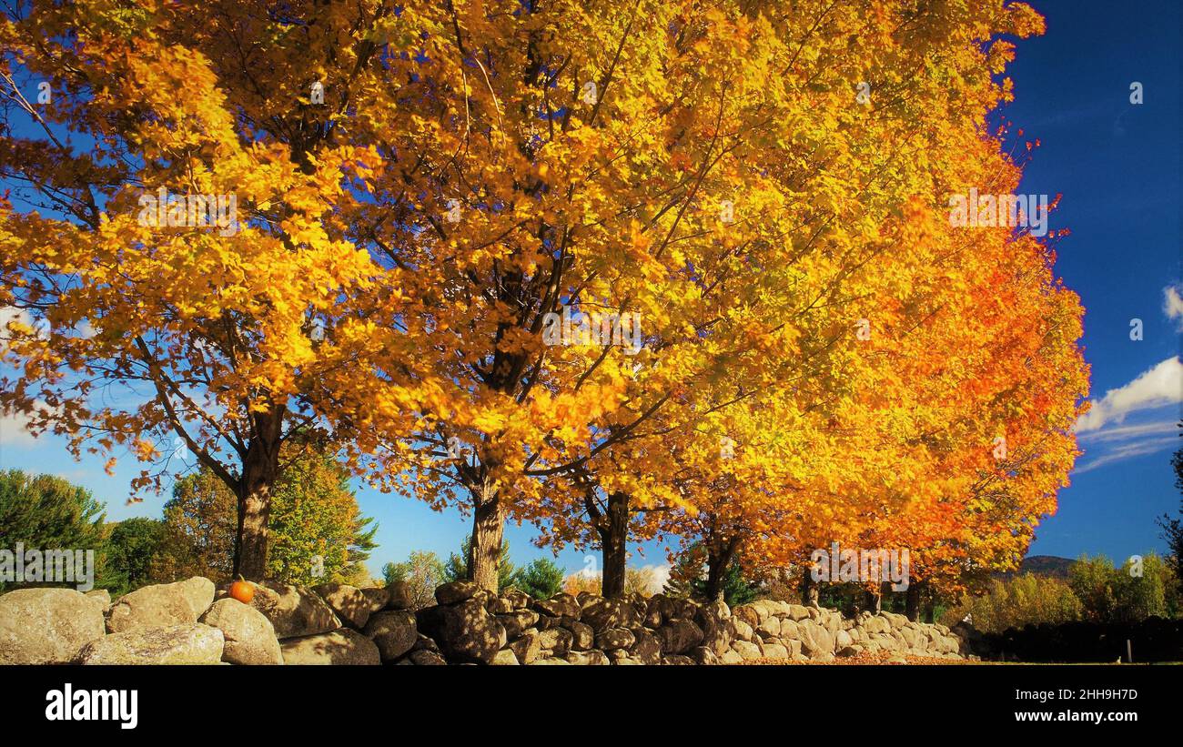 New England maple trees and stone wall in autumn Stock Photo - Alamy