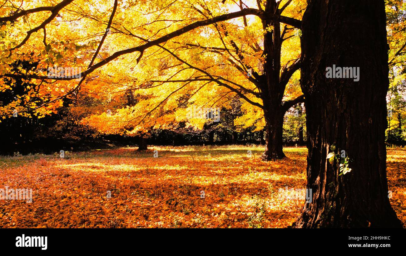 New England meadow with maple trees in autumn Stock Photo - Alamy