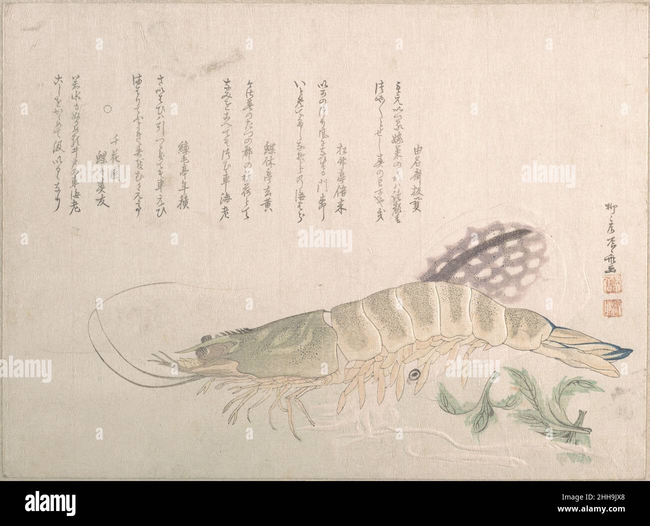 Shrimp and Cuttlefish Ryūryūkyo Shinsai Japanese. Shrimp and Cuttlefish ...