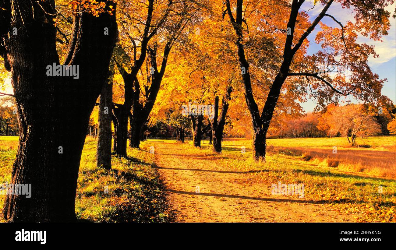 New England country road in autumn with maple trees Stock Photo - Alamy