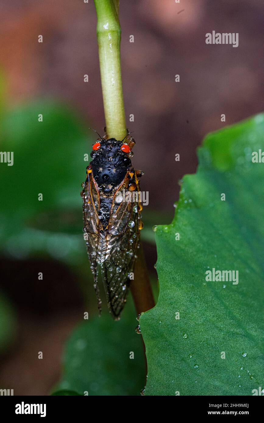 Wet Brood X Cicada on green leaves with water droplets Stock Photo - Alamy