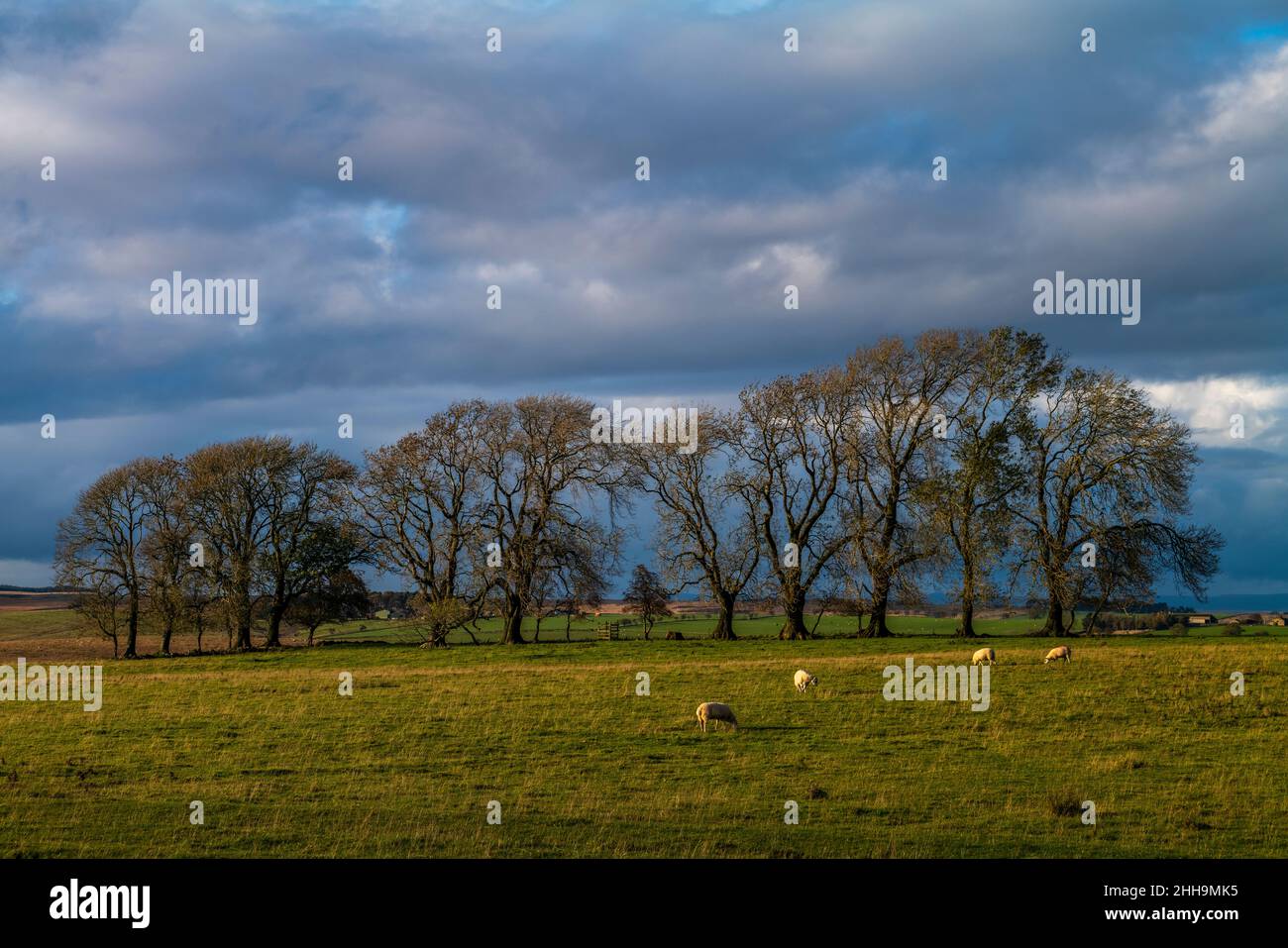 CARRAWBURGH HADRIAN'S WALL (122 AD-128 AD) ENGLAND UNITED KINGDOM Stock ...