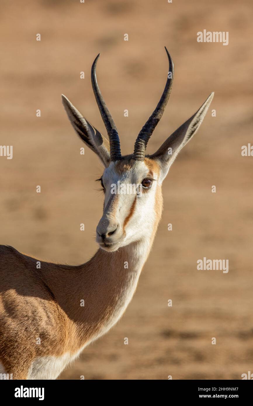 Springbok in the Kgalagadi Stock Photo - Alamy