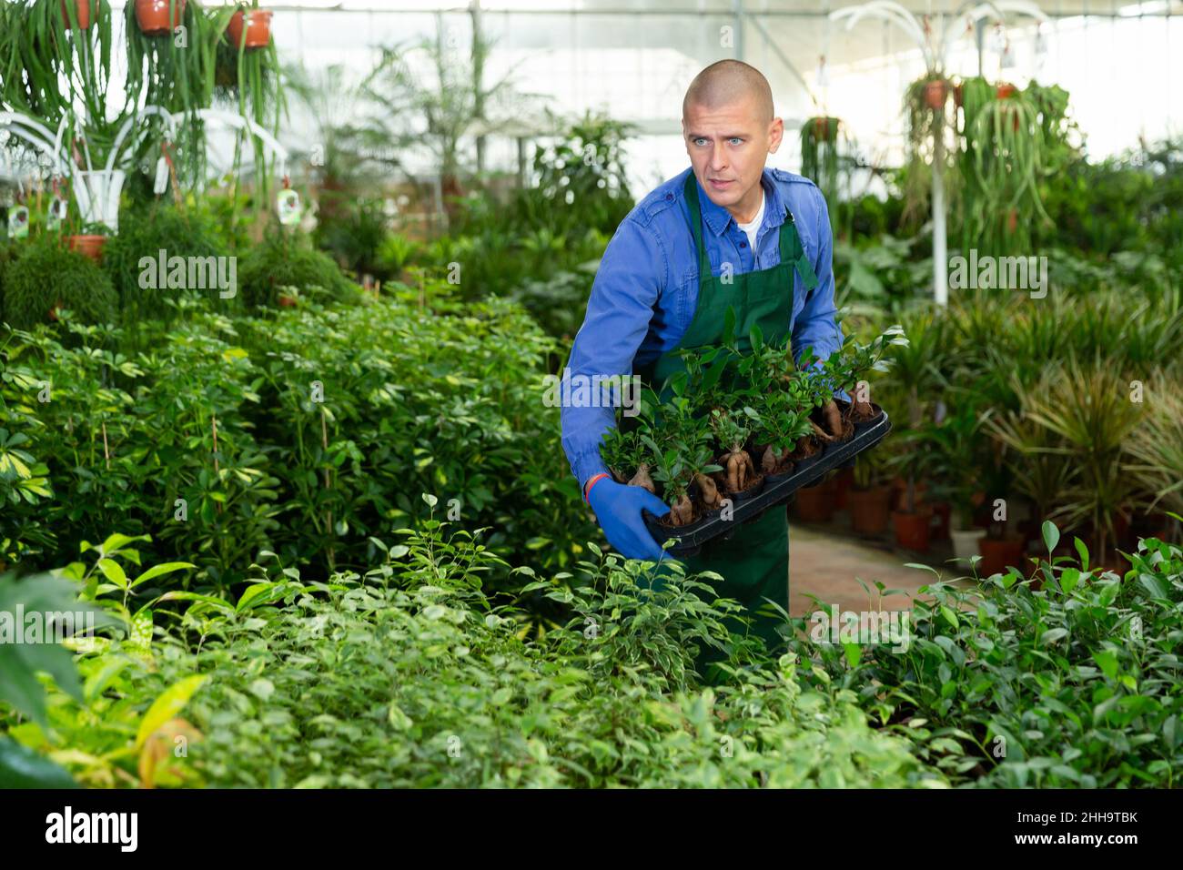 Plant shop worker in apron carrying box with sprouts Stock Photo - Alamy