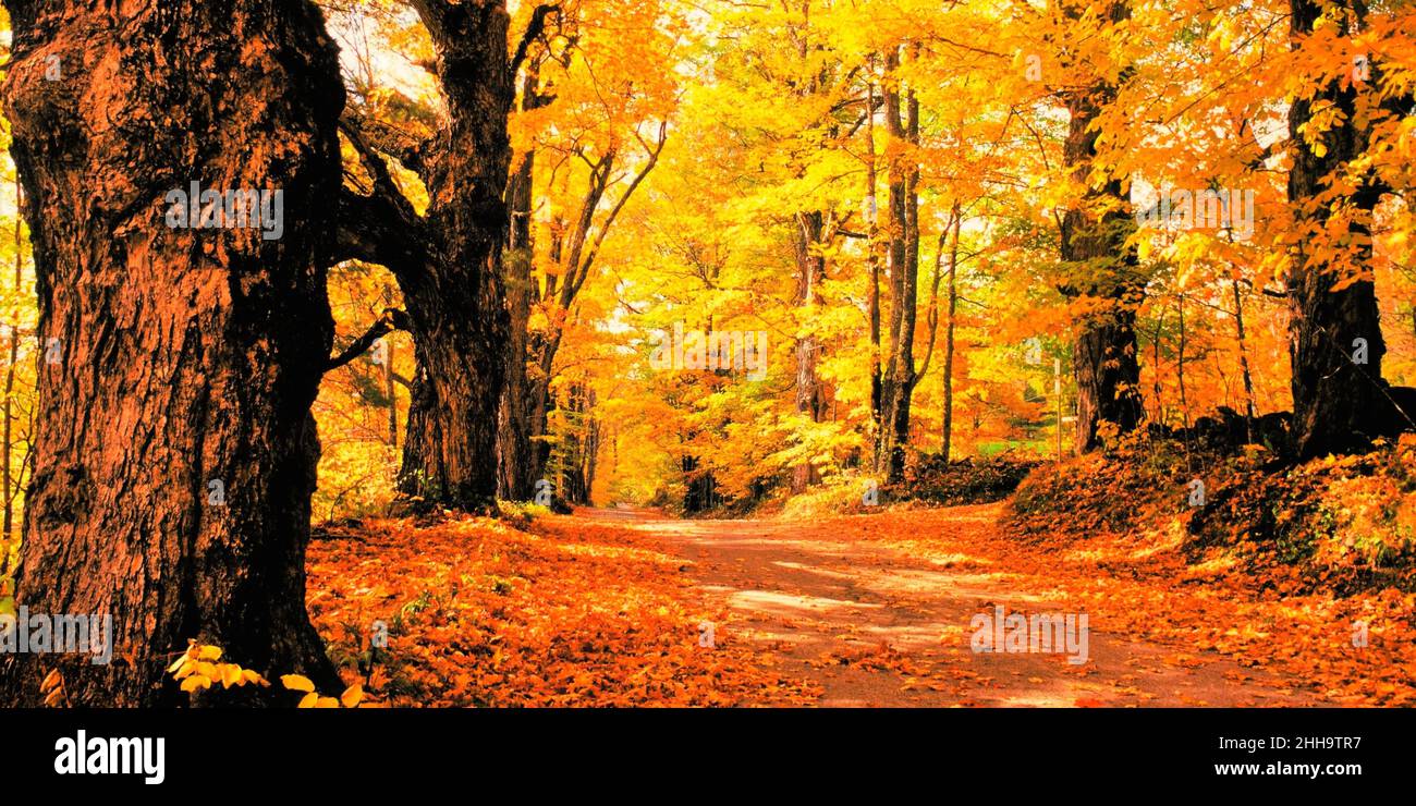 New England country road in autumn foliage Stock Photo - Alamy