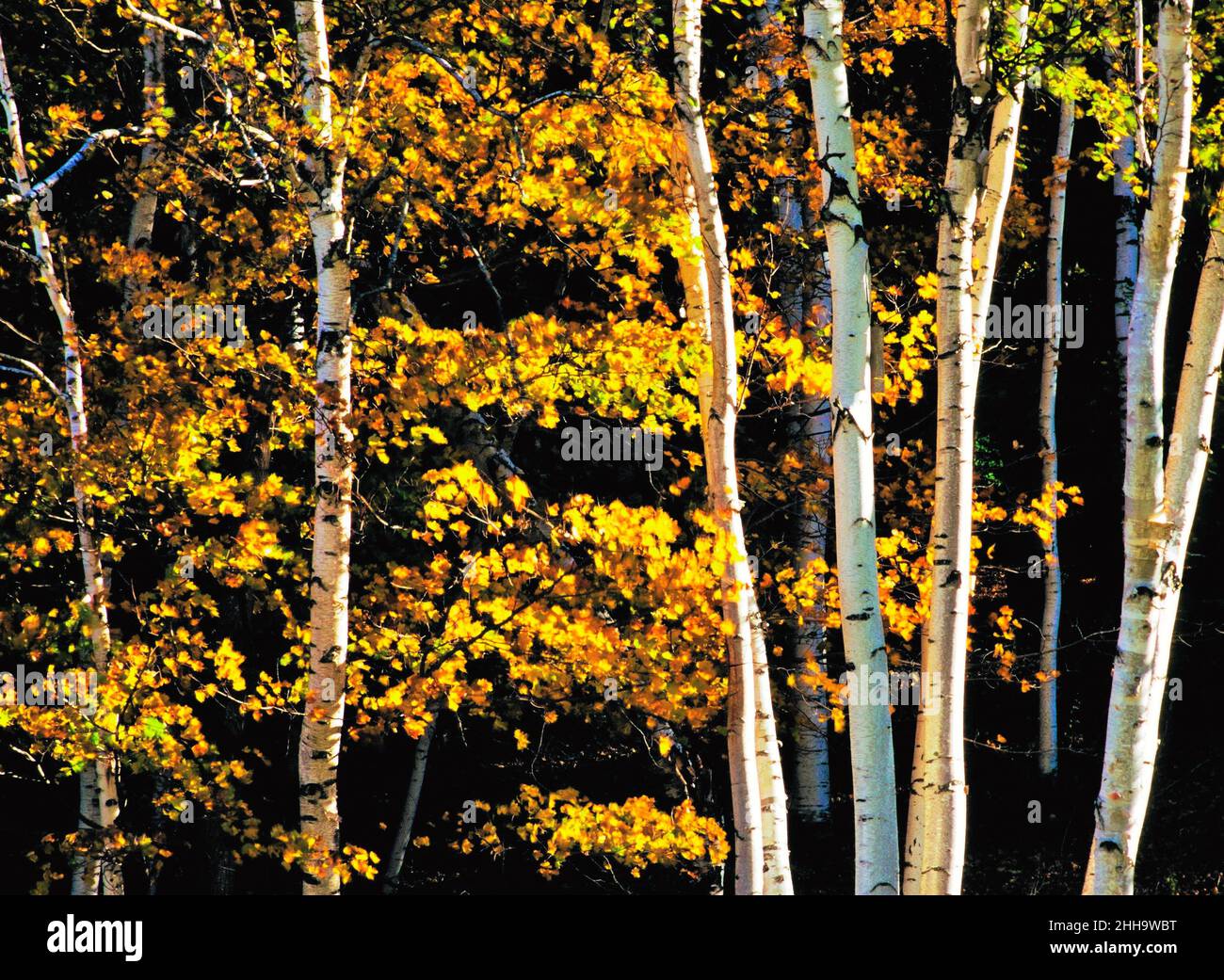 Fall tree trunks hi-res stock photography and images - Alamy